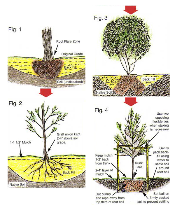 Planting Guide – Yo Quiero Plantas